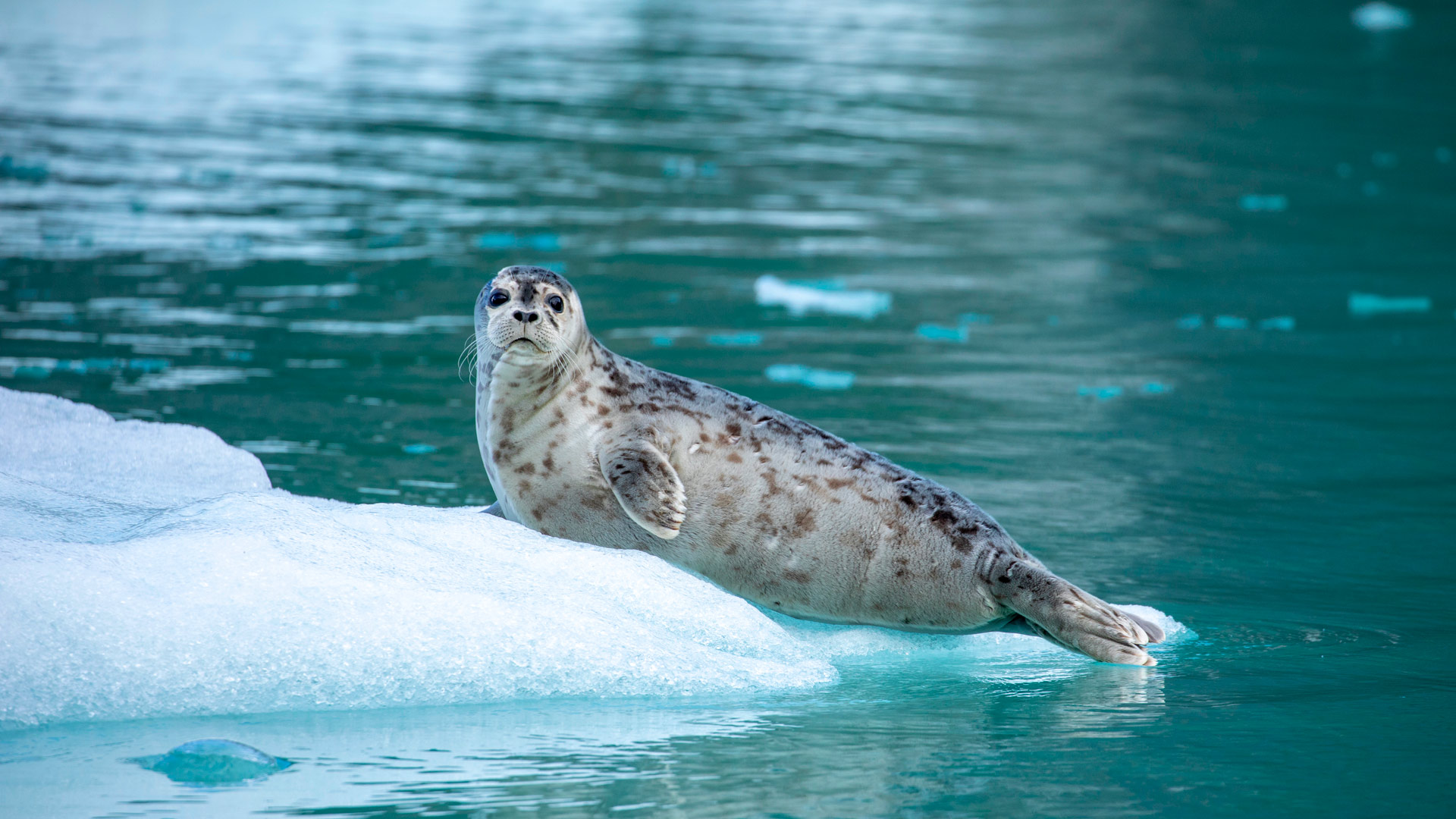 Croisière en Alaska - Groupe Voyages Québec